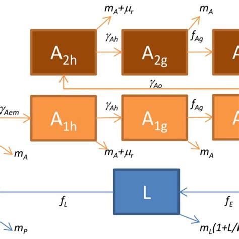 Diagram Of The Model Of Mosquito Population Dynamics Applied To Ae Download Scientific Diagram