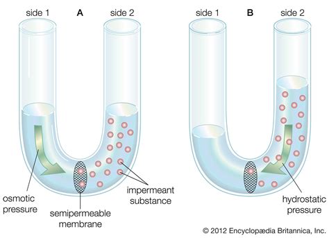 Osmotic Pressure Diagram