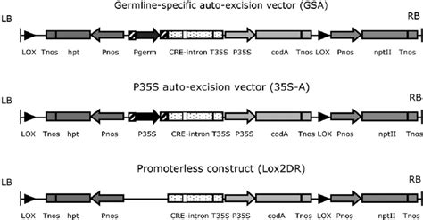 Schematic Representation Of The Gsa Vector And Control Constructs The Download Scientific