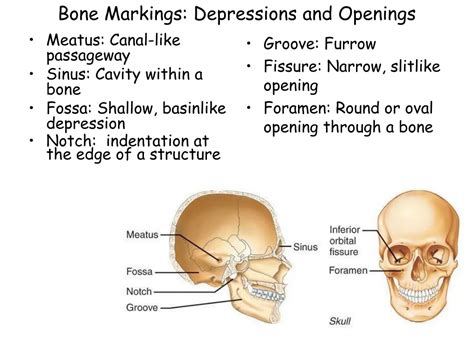 Ppt Chapter 6 Bones And Skeletal Tissues Powerpoint Presentation