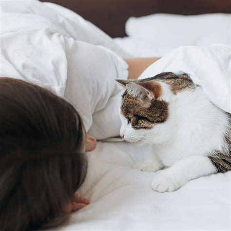 고양이와 함께 먹고 자고 놀고 배웁니다 텀블벅 크리에이터를 위한 크라우드펀딩