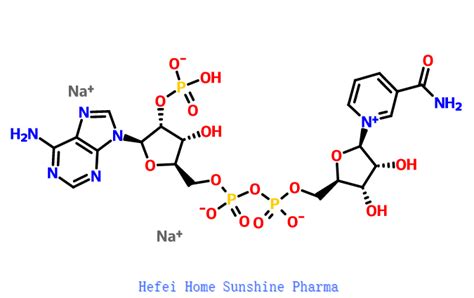 β 니코티나미드 아데닌 디뉴클레오티드 인산염 염제 Nadp2na Cas 24292 60 2 제조업체 공급업체 공장 홈 선샤인 제약