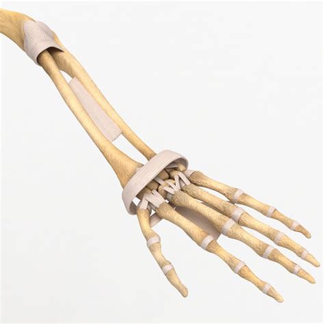 골격 및 결합 조직 3d 모델 39 Max Obj Dxf Blend Dae Fbx Lwo Xsi Lxo 3ds C4d Ma Free3d