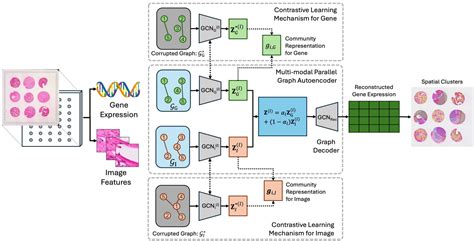 논문 리뷰 Multi Modal Spatial Clustering For Spatial Transcriptomics
