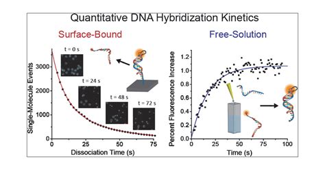 Dna Hybridization