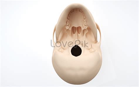 870 두개골 Hd 사진 무료 다운로드 Lovepik