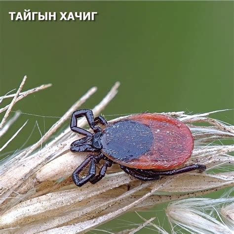 📌Зоонозын халдварт өвчний дамжуулагчид цуврал 1 ХАЧИГ Хан Уул Эрүүл мэндийн төв