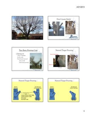 All Things Pruning PDF