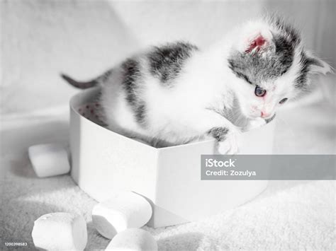 태양에 흰색 카펫에 선물처럼 심장 상자에 앉아 귀여운 작은 새끼 고양이 0명에 대한 스톡 사진 및 기타 이미지 0명 가축 갈고리 발톱 Istock