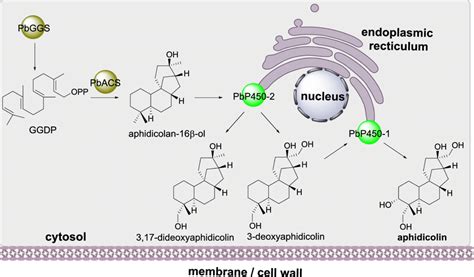The Sub Cellular Localization Of Aphidicolin Download Scientific Diagram