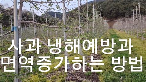사과냉해예방과면역증가하는방법 240412금 농합면역플러스 어디에나 라이트미네랄 거창주상남산 사과15000평 3년째인연을이어감 01072582666 가조농약