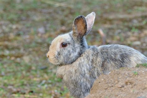 Conejo Conejito Liebre Foto Gratis En Pixabay Pixabay