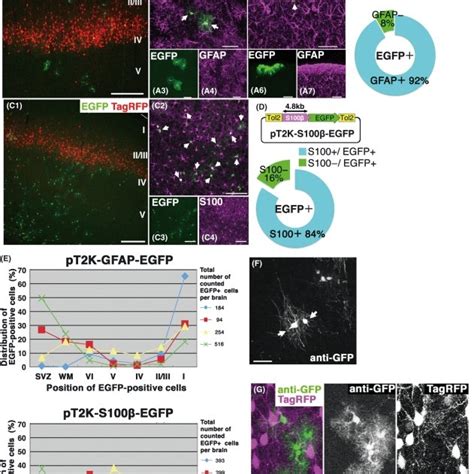 The Tol2 System Resulted In Postnatal Expression Of The Transgene By Download Scientific