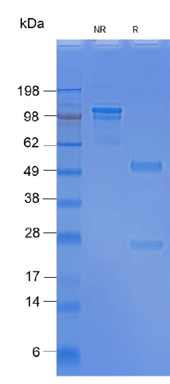 Anti Ssea 4 Antibody Clone E2 F8 Glykogen