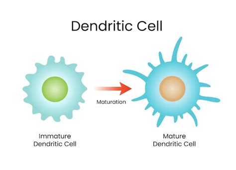 Premium Vector Cytological Science Dendritic Cell Vector