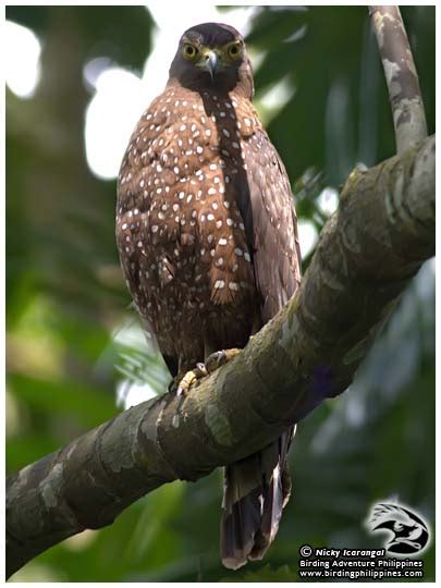 Philippine Serpent Eagle