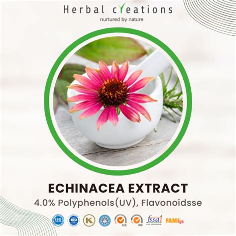Echinacea Dry Extract At Rs 1550kg Echinacea Extract In Nainital