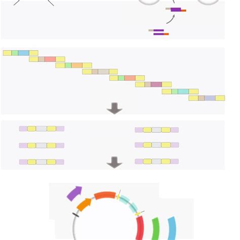 Crisprcas Cloning Strategy A Oligo Annealing Based Cloning Of Chosen