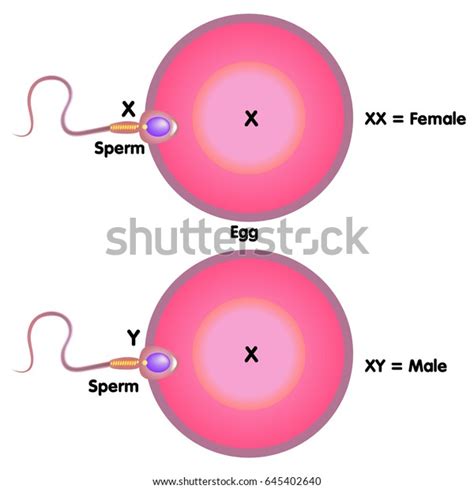 Sex Determination Stock Vector Royalty Free 645402640 Shutterstock