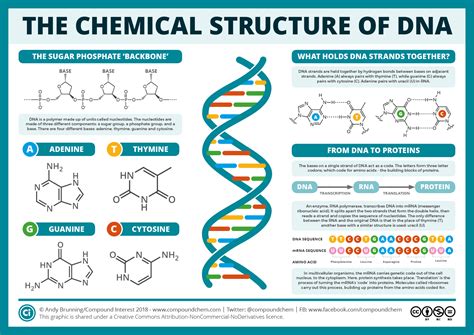 Dna Structure Diagram Labeled