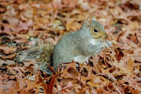 Stumpy The Squirrel Photograph By Cathy Kovarik Fine Art America