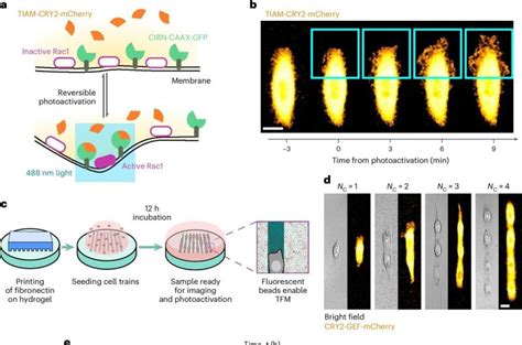 Optogenetic Control Reveals Collective Cell Behavior