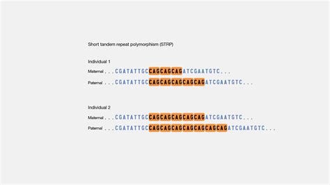 variable number tandem repeats multilocus variable number tandem