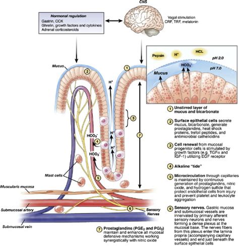 Stress Induced Ulcer Bleed Ing In Critically Ill Patients Abdominal Key