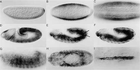 Spatial Expression Pattern Of Mbc Mrna In Wild Type Embryos In All Download Scientific Diagram