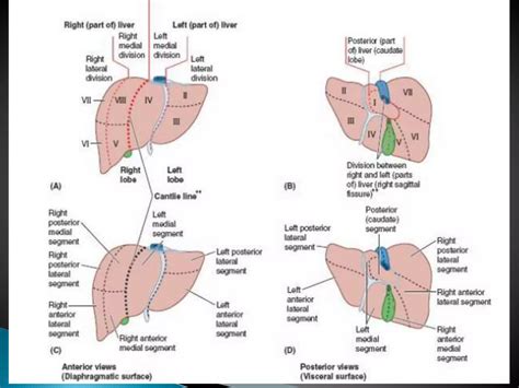Anatomy Of Liver Presentation Pptx