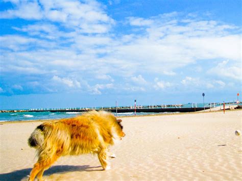 Background Instance Segmentation Dataset By Research Background Instance Segmentation Dataset By Research