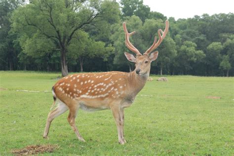 꽃사슴대륙사슴 일제강점기의 숨겨진 비극 네이버 블로그