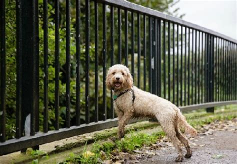 Abfabcockapoo A Day In The Life Of Darling Saffi