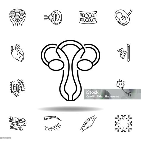 인간의 장기 자궁 윤곽 아이콘의 집합 표지판 및 기호는 웹 로고 모바일 앱 Ui Ux에 사용할 수 있습니다 간 내부 기관에 대한 스톡 벡터 아트 및 기타 이미지 Istock
