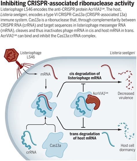 Shutting Down RNA Targeting CRISPR Science