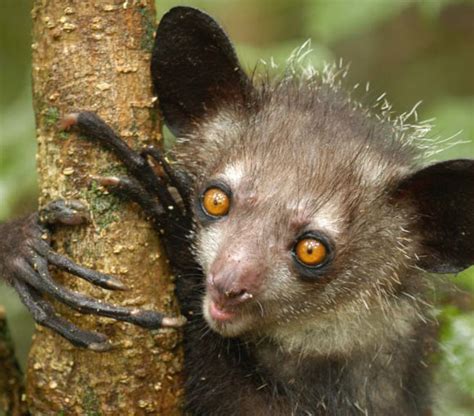 Scientists Sequence Genome Of Aye Aye Biology Sci