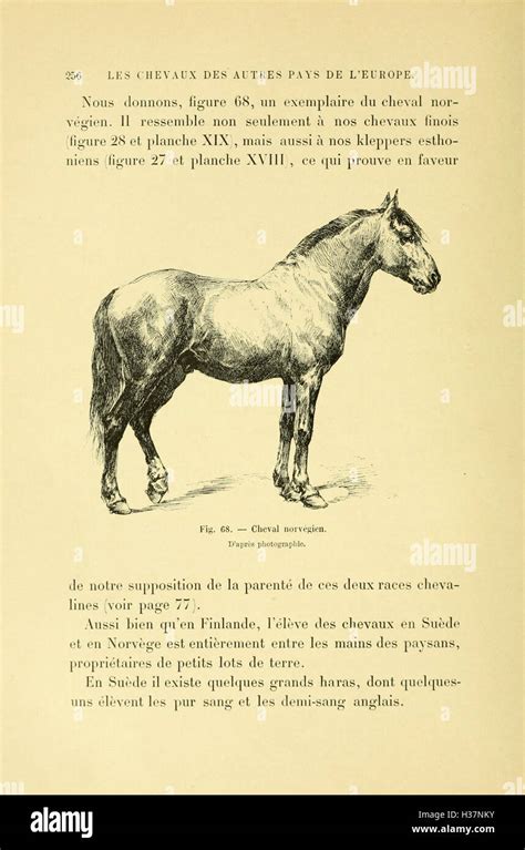 This Work Provides A Detailed Examination Of Horse Breeds Discussing