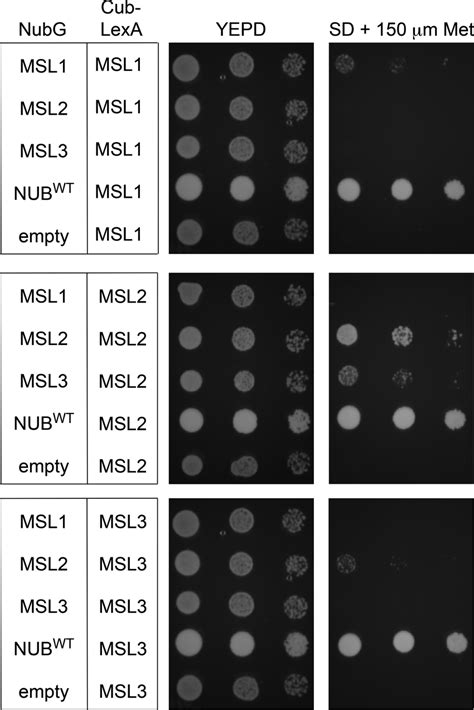 Mating‐based Split‐ubiquitin Assay Growth Of Diploids Transformed With