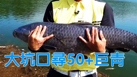 鄧剛釣魚丨再戰大坑口水庫，繼續尋找50巨青，看看這次能否如願【天元鄧剛】 Youtube