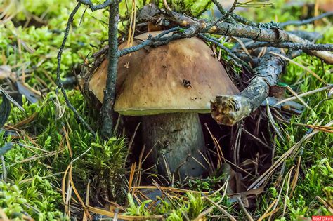 Фото Белый гриб Фотолюбитель Игорь Сикорский Природа Фотосайт Расфокус ру