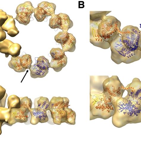 docking the atomic structure of np monomers into the rnp model a the