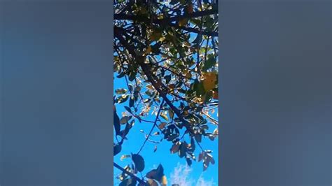 يا ايها الذين امنوا لا تخونوا الله والرسول وتخون اماناتكم وانتم تعلمون