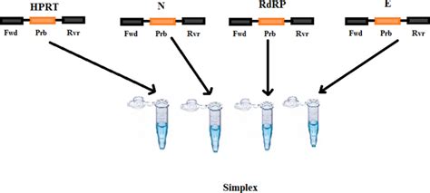 Experimental Design Of Qrt Pcr Download Scientific Diagram