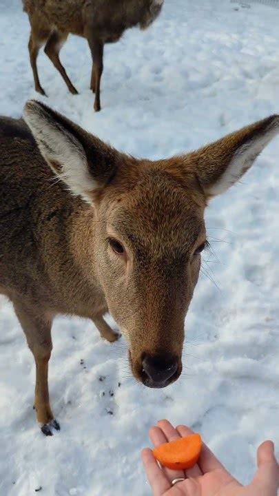 Фотограф Анастасия Лагунова Youtube