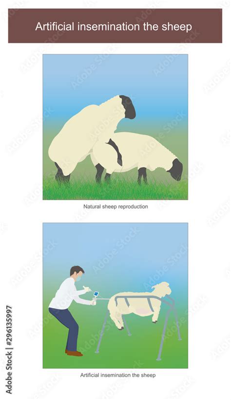 Artificial Insemination In Sheep The Breed Of Sheep In Addition To Natural Breeding Able To