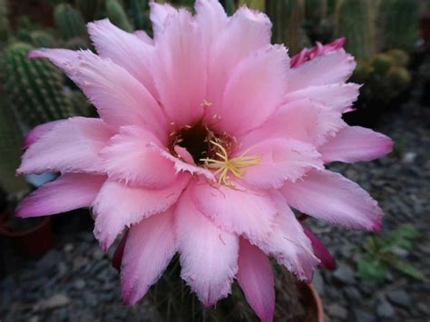 Cactus Seeds GrÄsers Erfolg X Sb X Paul Ehrlich Cactus Seeds And Books