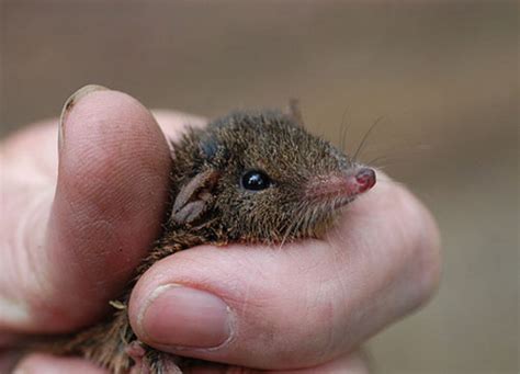 Newly Discovered Marsupial Engages In Suicidal Sex Asian Scientist Magazine