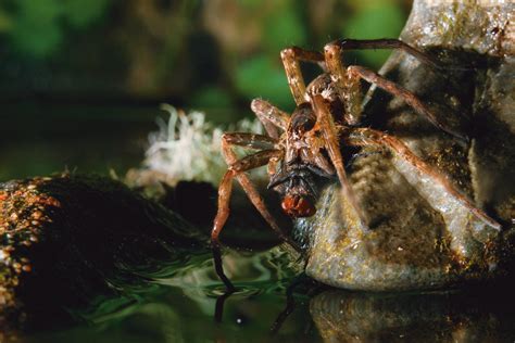 Fishing Spider Eating A Fish