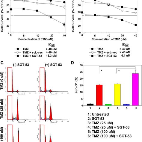 SGT 53 Mediated In Vitro Sensitization Of GBM Cells To TMZ Human GBM
