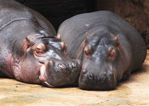 25 Animals That Hibernate In Winter Mammals Insects Amphibians